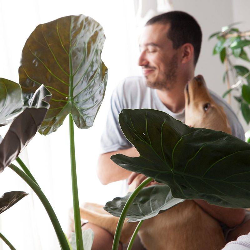 צמחים ובעלי חיים - PLANT IT